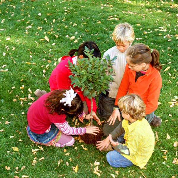 10 gode grunde til vi skal plante flere træer - Byens Træpleje 10 gode grunde til vi skal plante flere træer - Byens Træpleje
